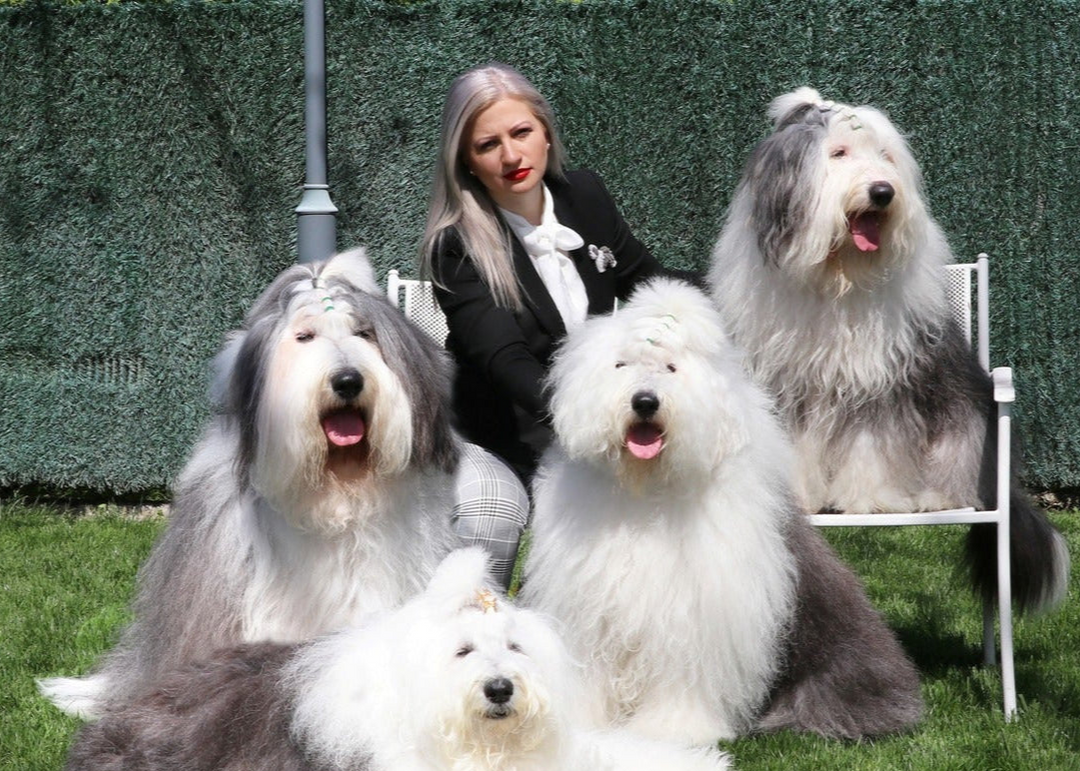 За нас – Super Dogs